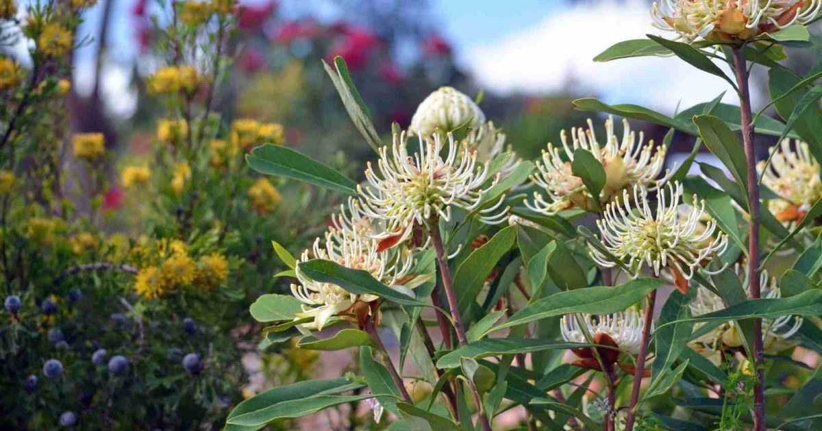 Historic legislation introduced into… | HopgoodGanim Lawyers